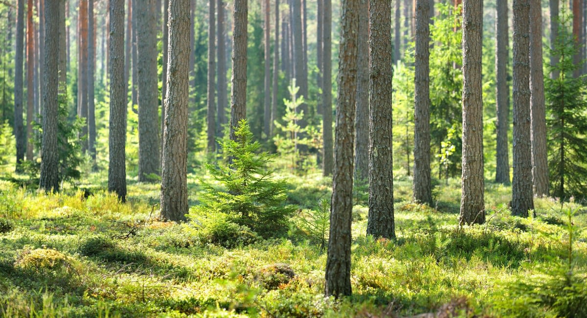 Facts about Finnish forests