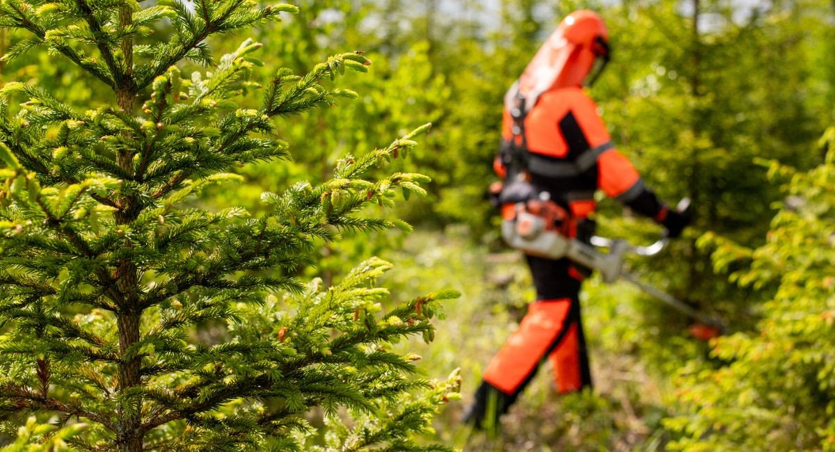 Finnish Forest Management Environmental Impact Data Made Public for the ...